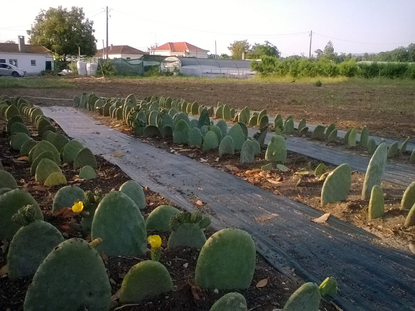Plantas aromáticas e medicinais – Lab2Factory